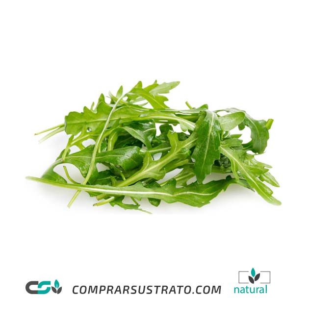 Rúcula Selvática - Semillas Hortícolas de primera calidad - COMPRARSUSTRATO